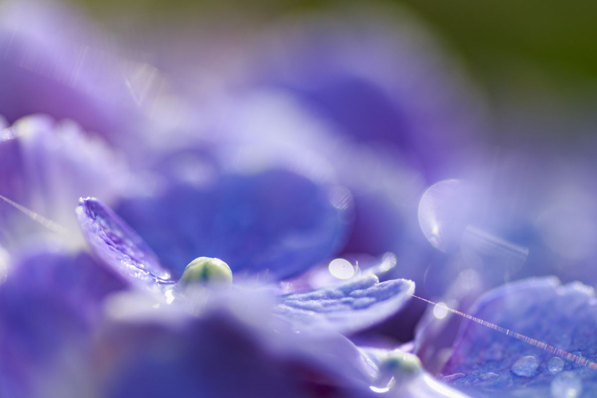 輝きのタクト | GANREF