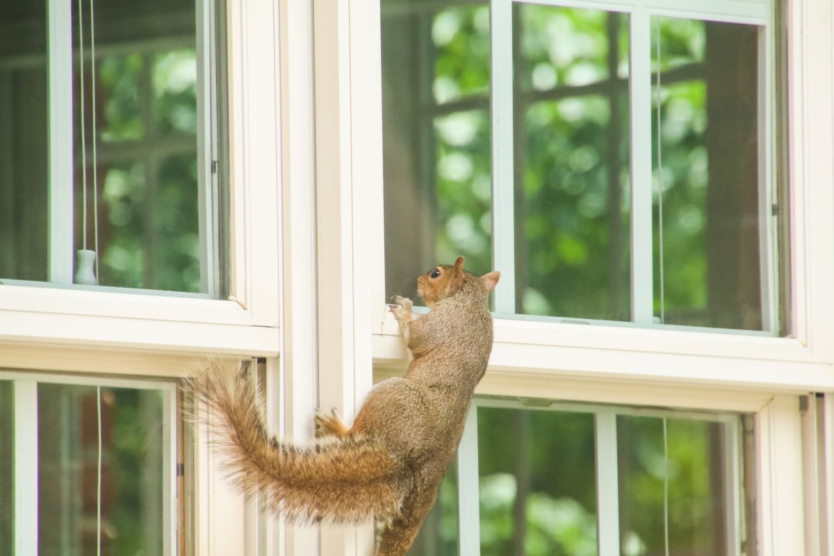 peepingしいちゃん♡ | GANREF