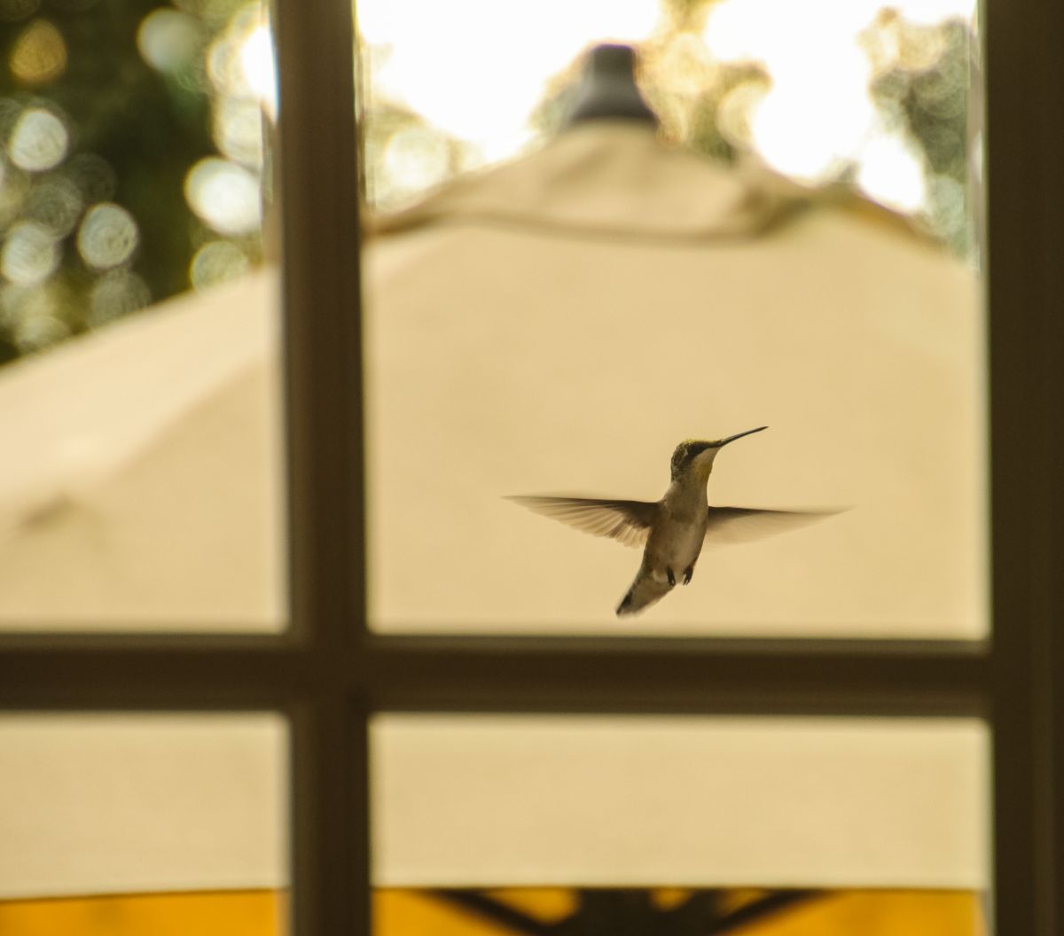 peepingちいちゃん♡ | GANREF