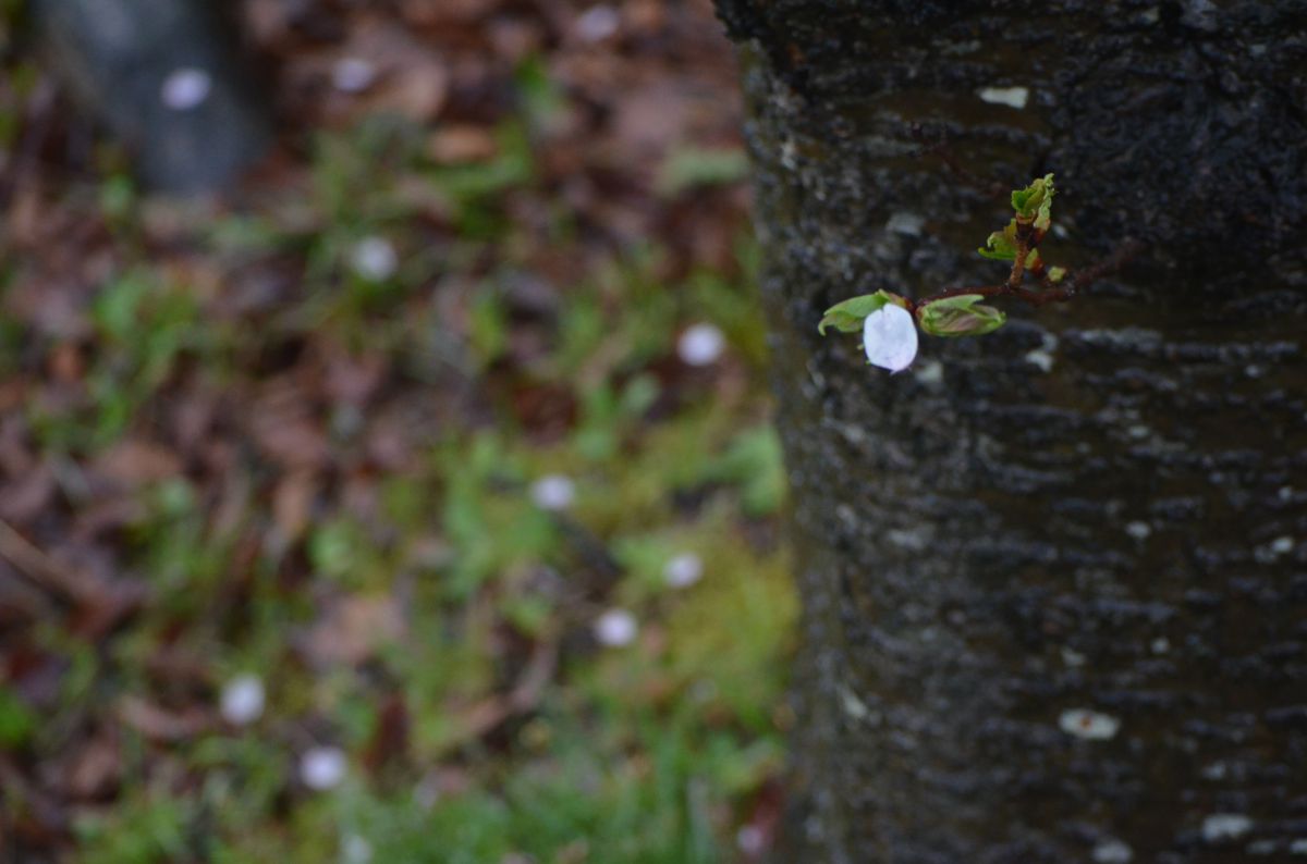 Hello Good-by | GANREF