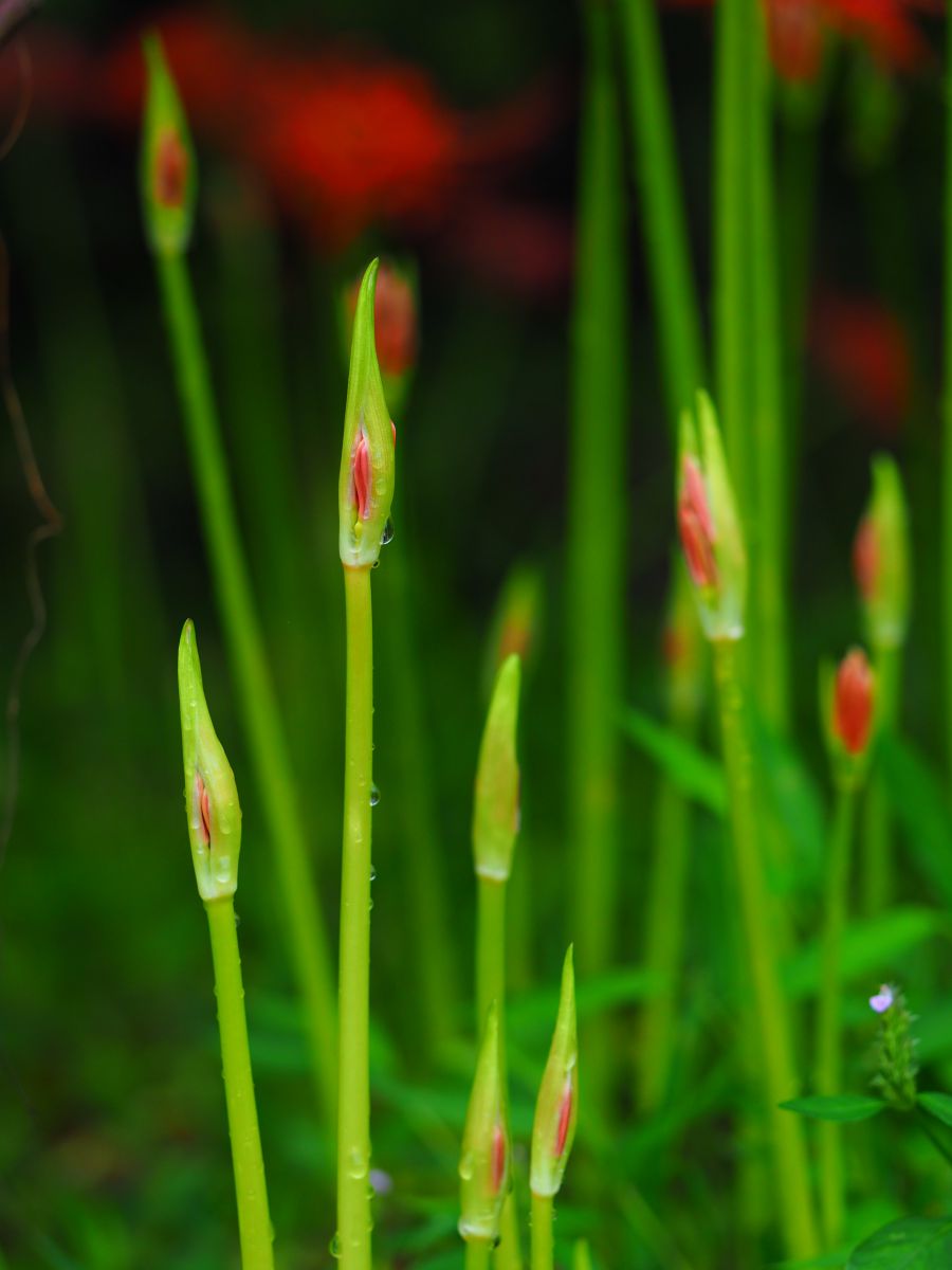 Little Green Riding Hood | GANREF