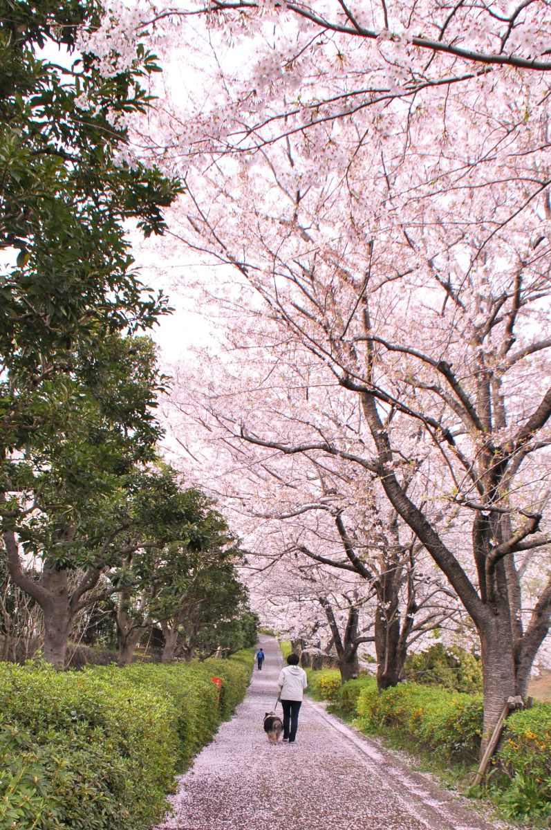 ずーっと | GANREF