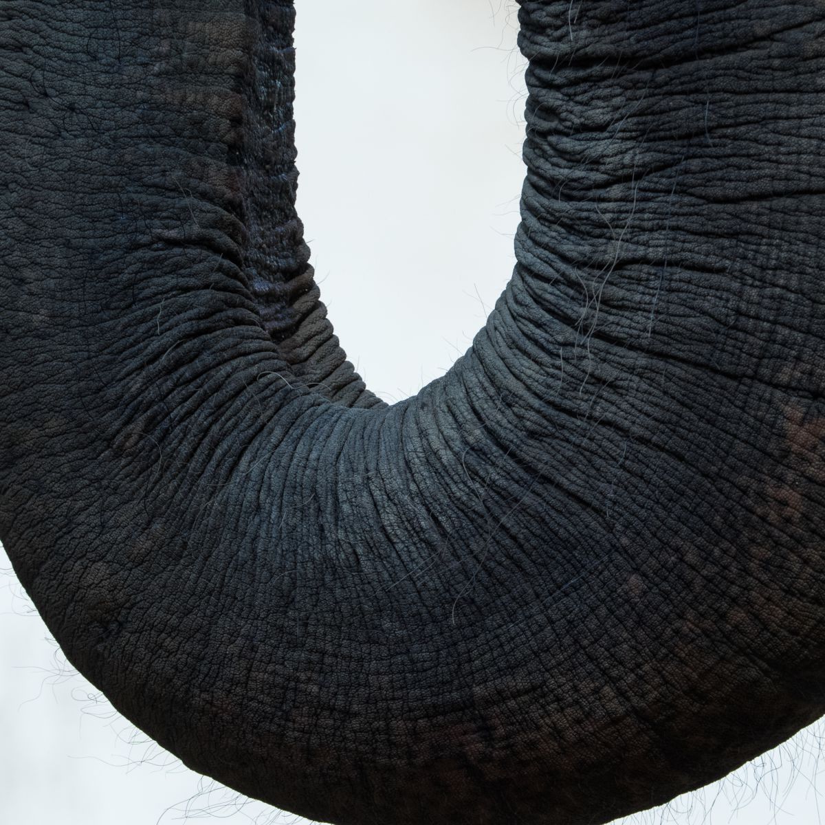 Elephant Duct | GANREF