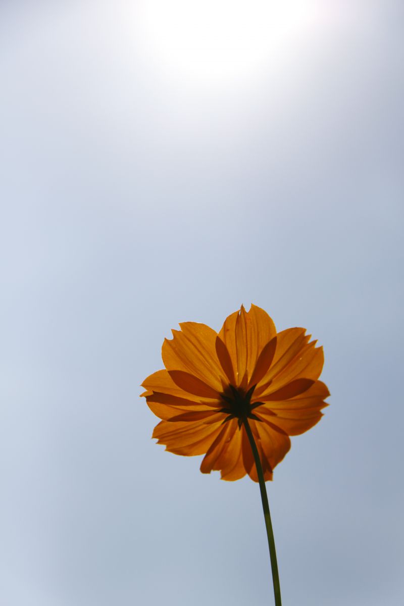 空高く伸びるコスモス | GANREF