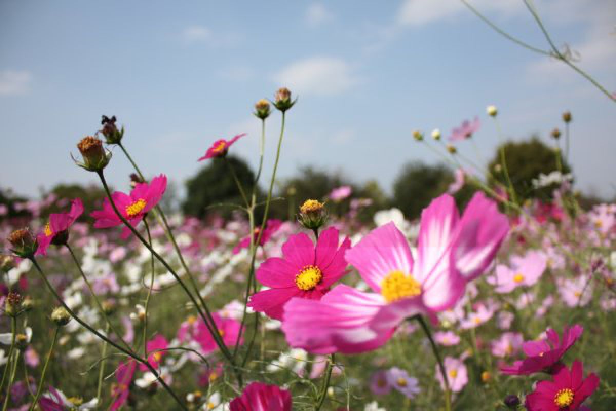 IMG_0021.jpg | GANREF