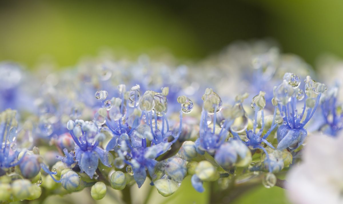 雨に映える | GANREF