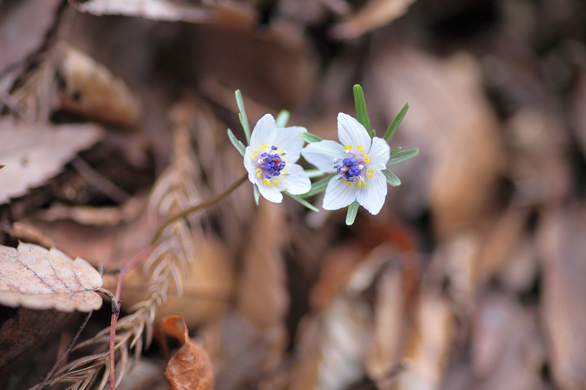 Spring ephemeral | GANREF