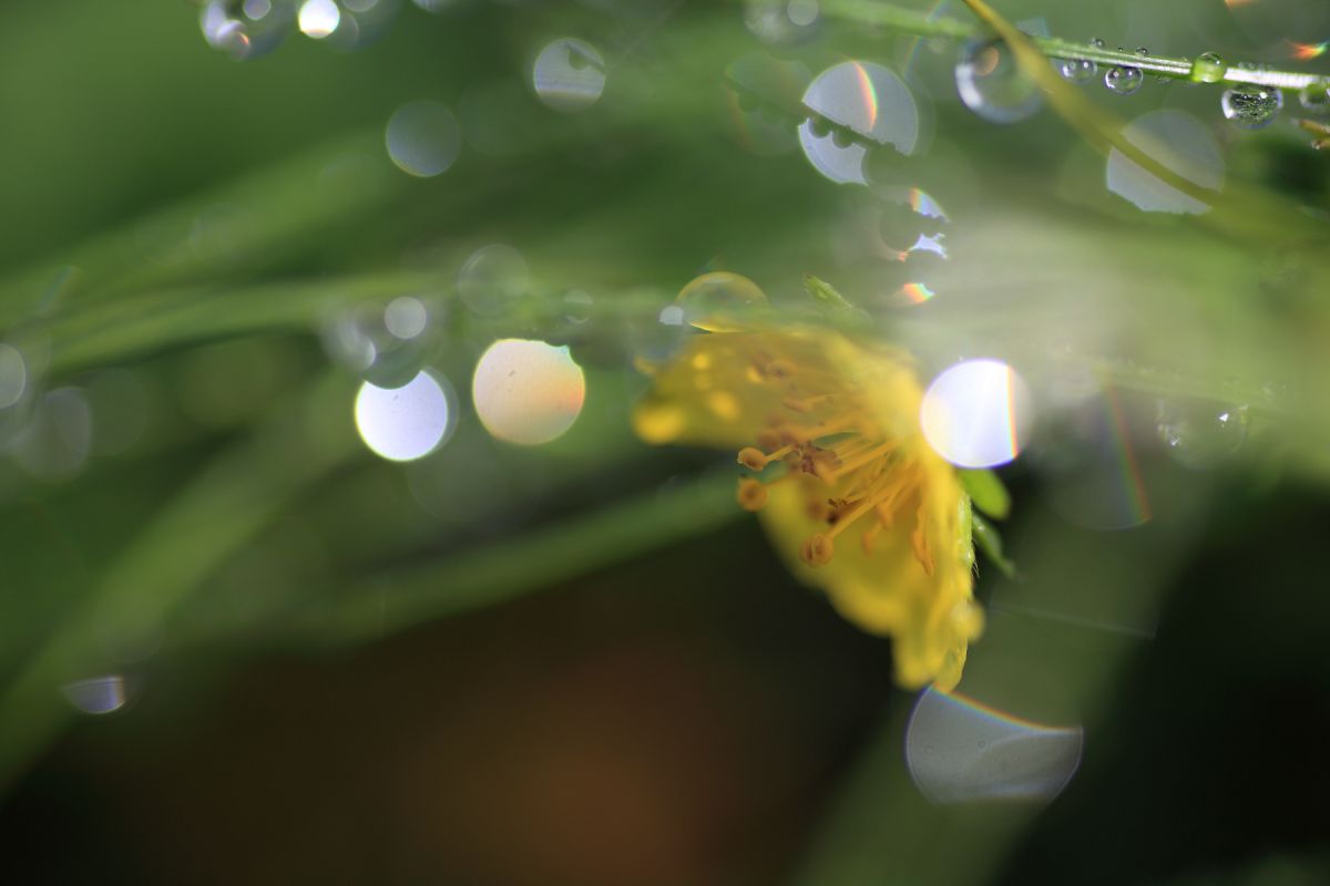 090808_083305w.JPG | GANREF