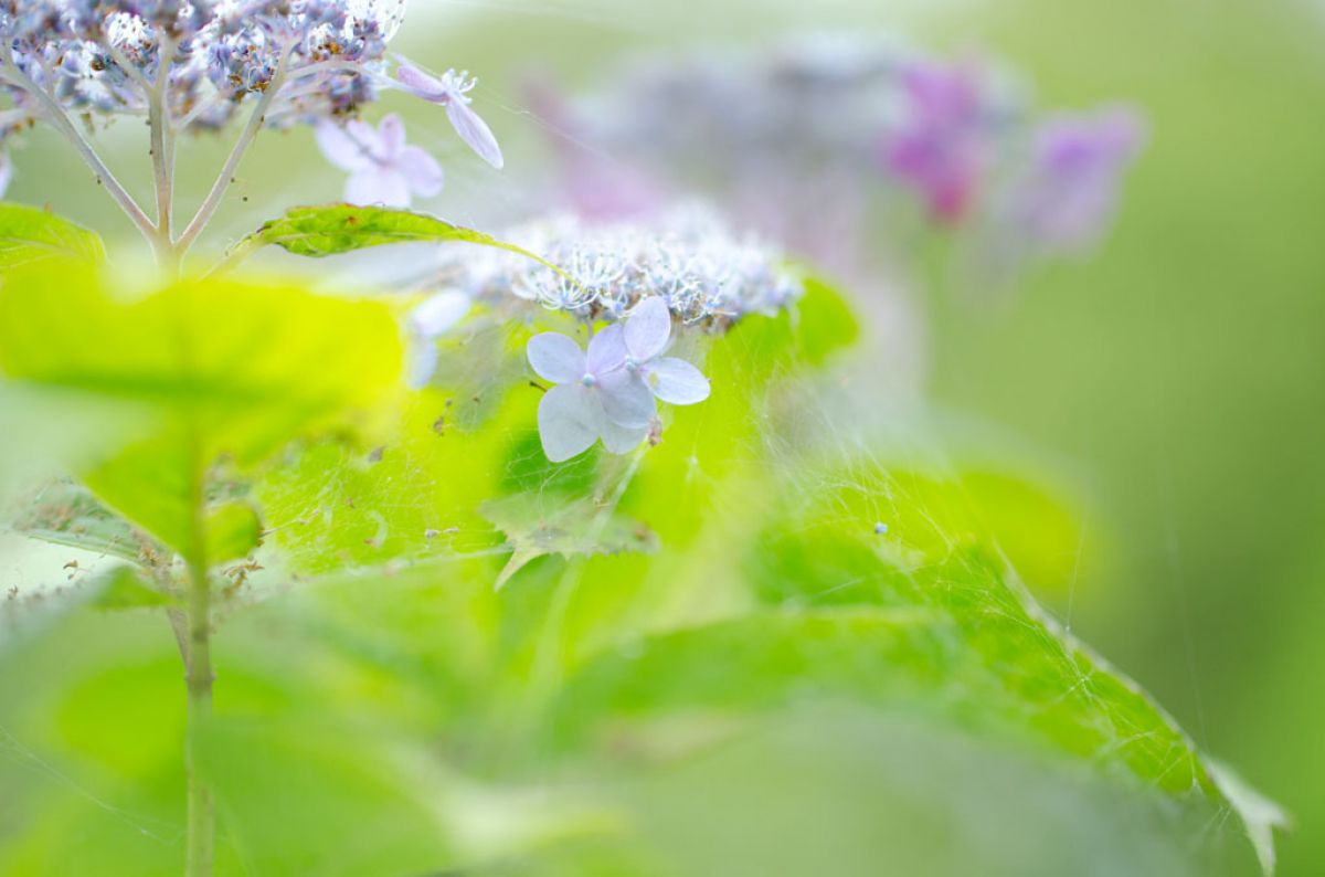 移ろい〜III | GANREF