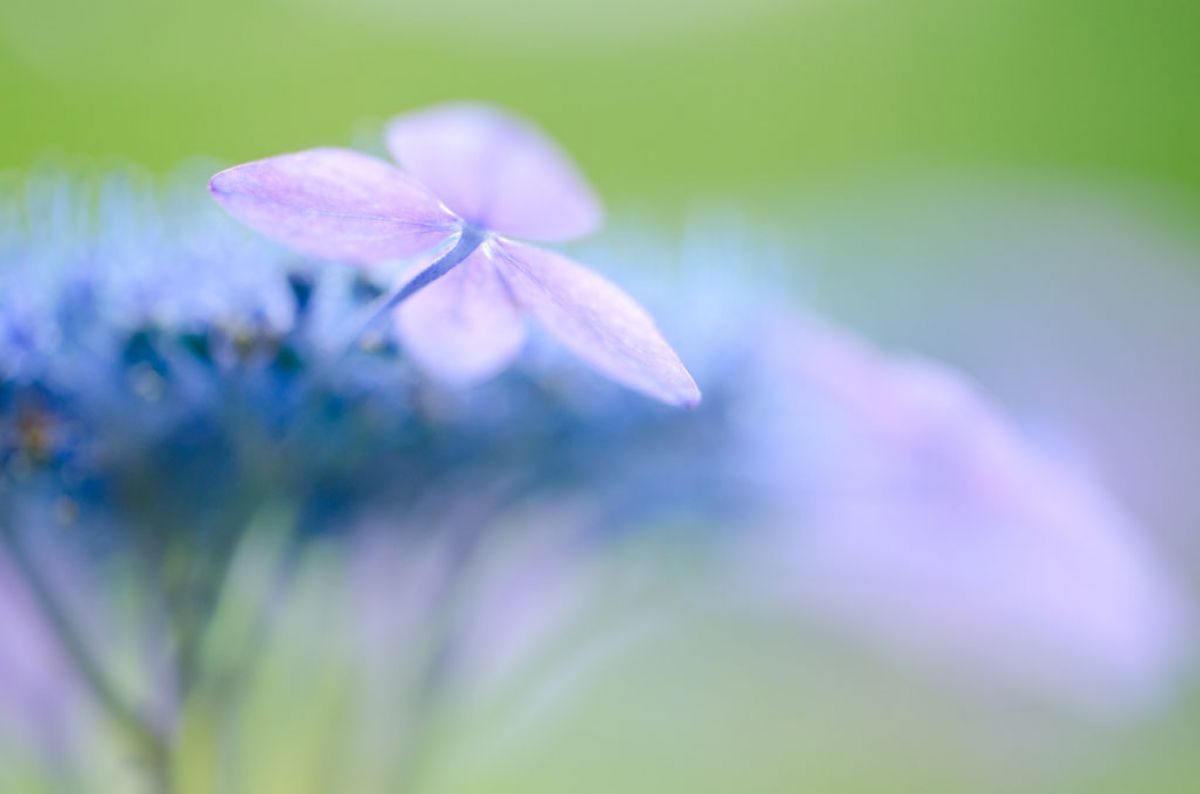 移ろい〜II | GANREF