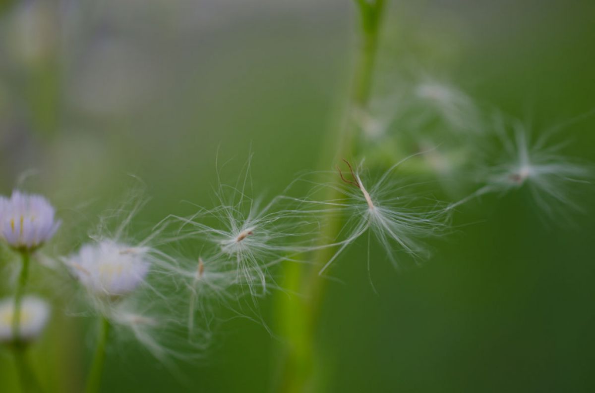 移ろい〜IV | GANREF