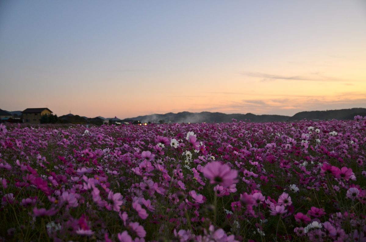 Twilight Dream | GANREF