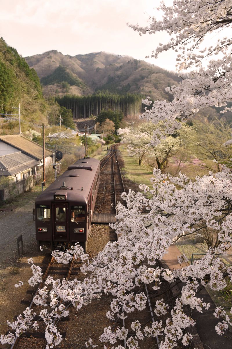 SAKURA STATION | GANREF