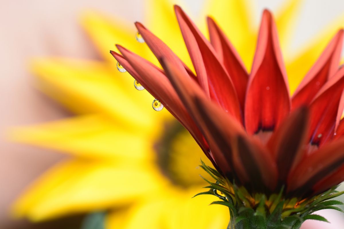 Sweet tears | GANREF