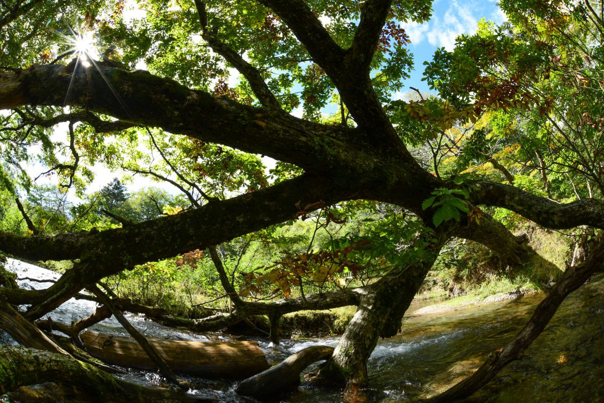 Still alive | GANREF