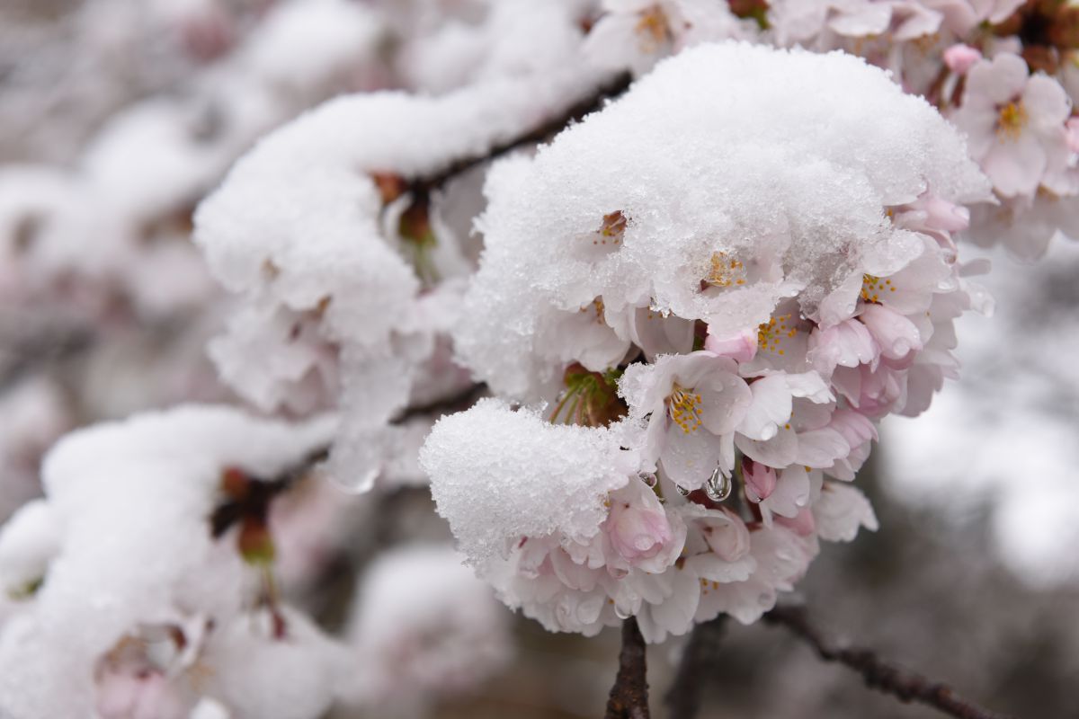 Frozen blossom | GANREF