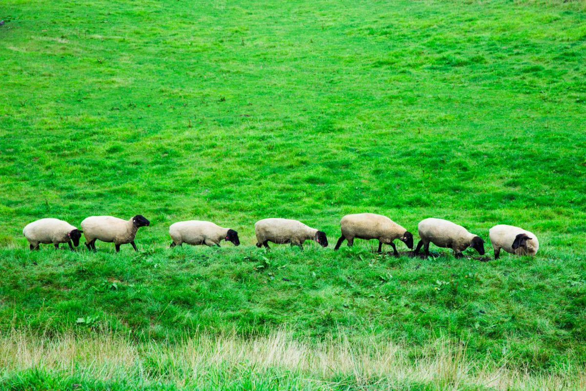 Sheep train | GANREF