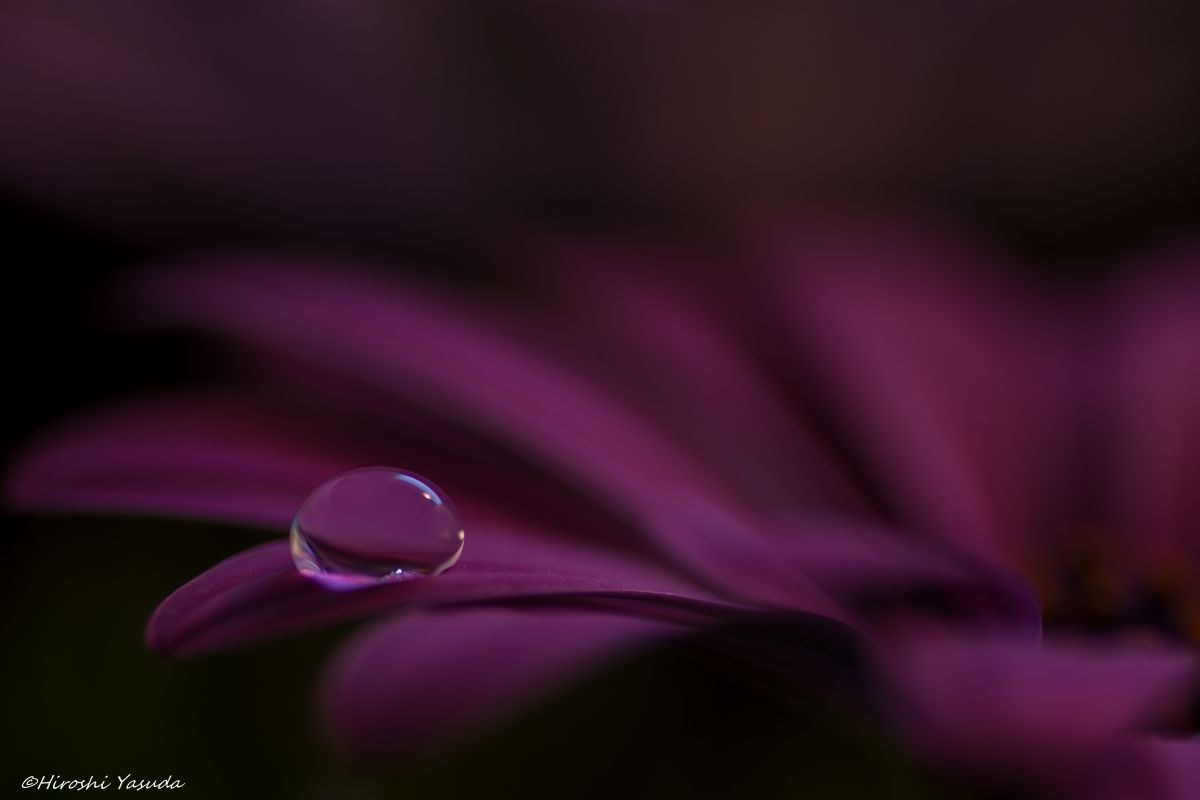 Drop on the petal | GANREF