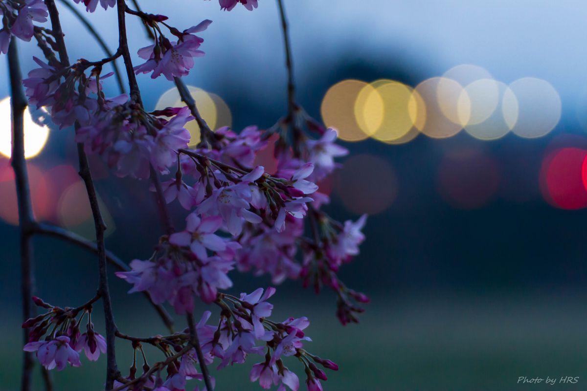 春の夕暮れ | GANREF