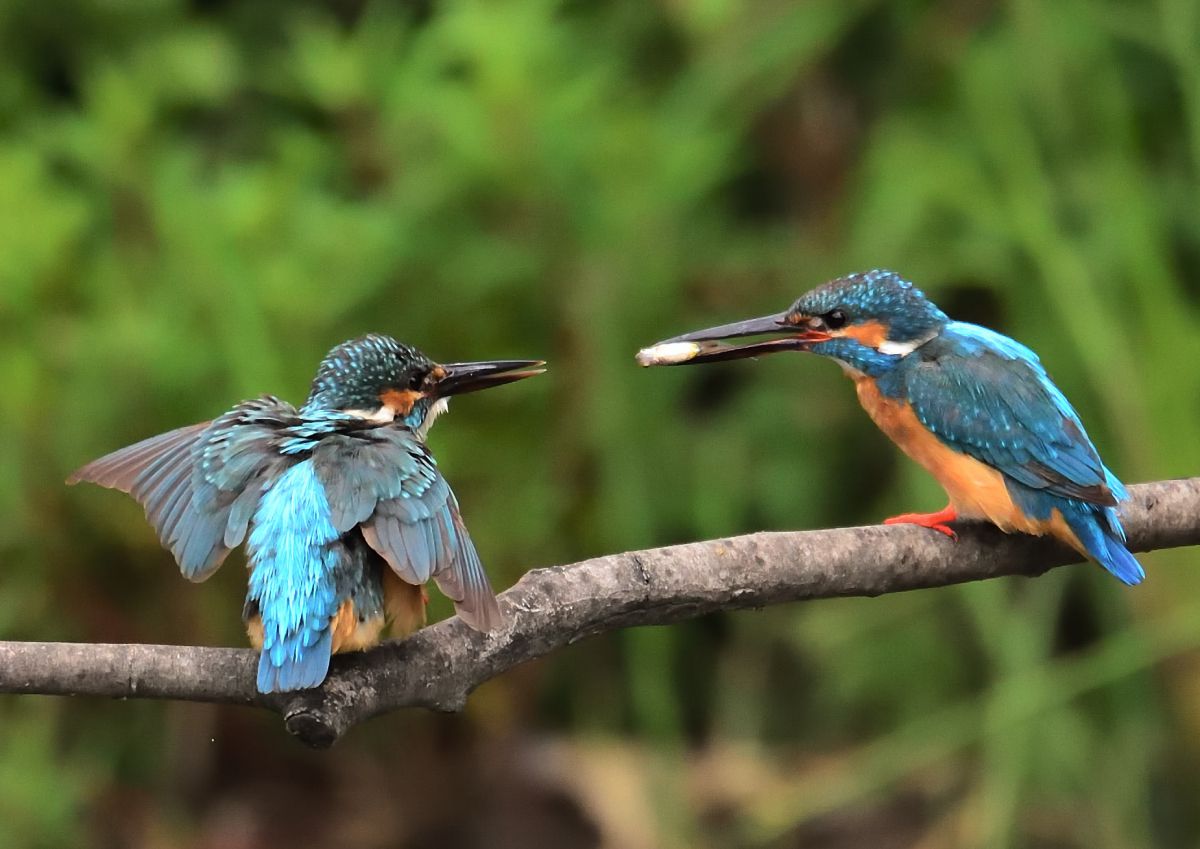 鳥撮り 食べる？ | GANREF