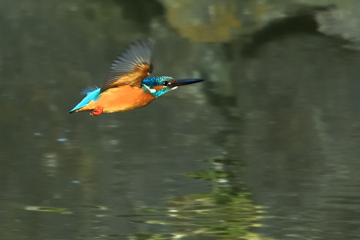 鳥撮り 流し撮り | GANREF