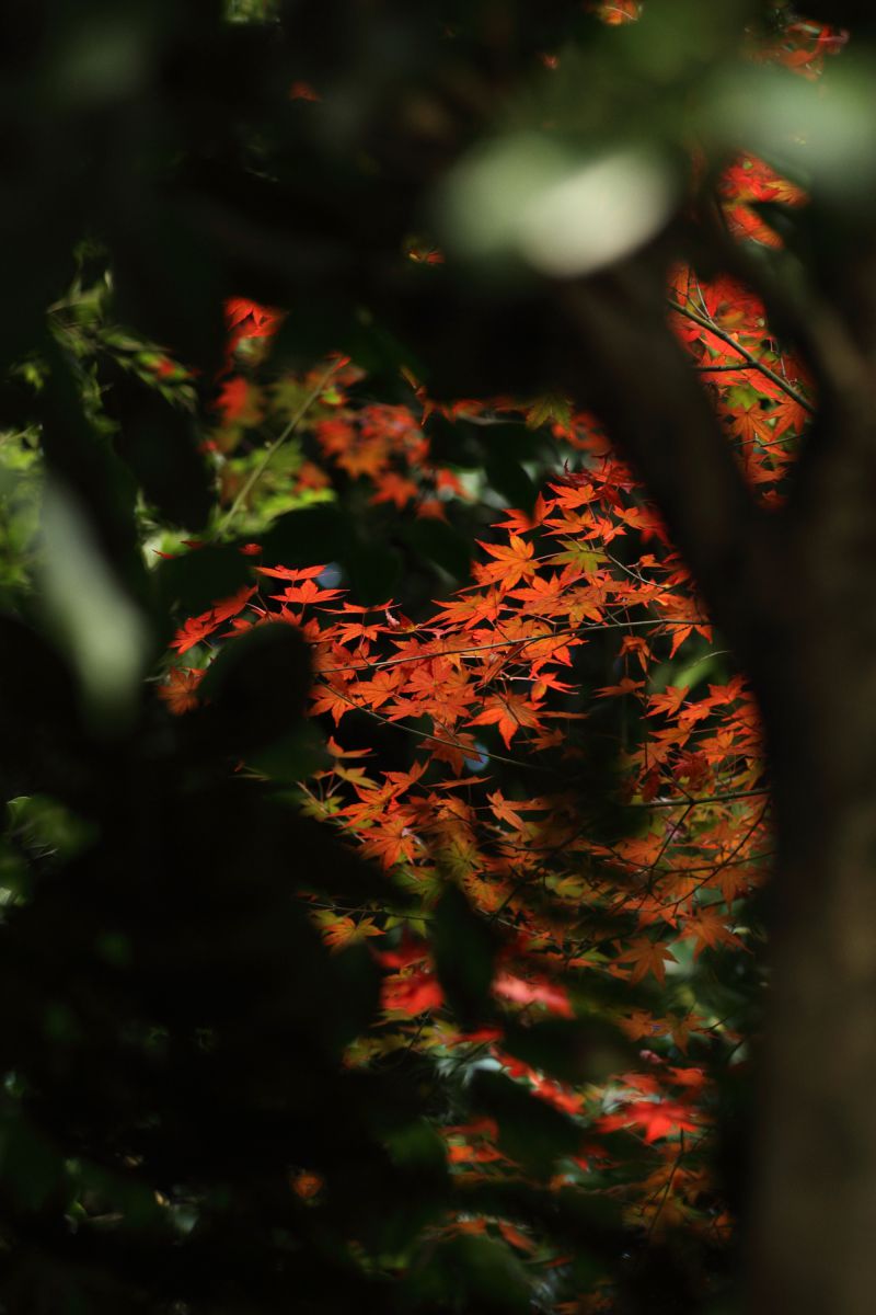 木立の紅葉 | GANREF