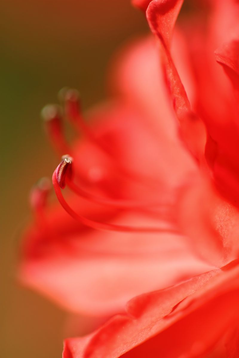 よこつつじ | GANREF