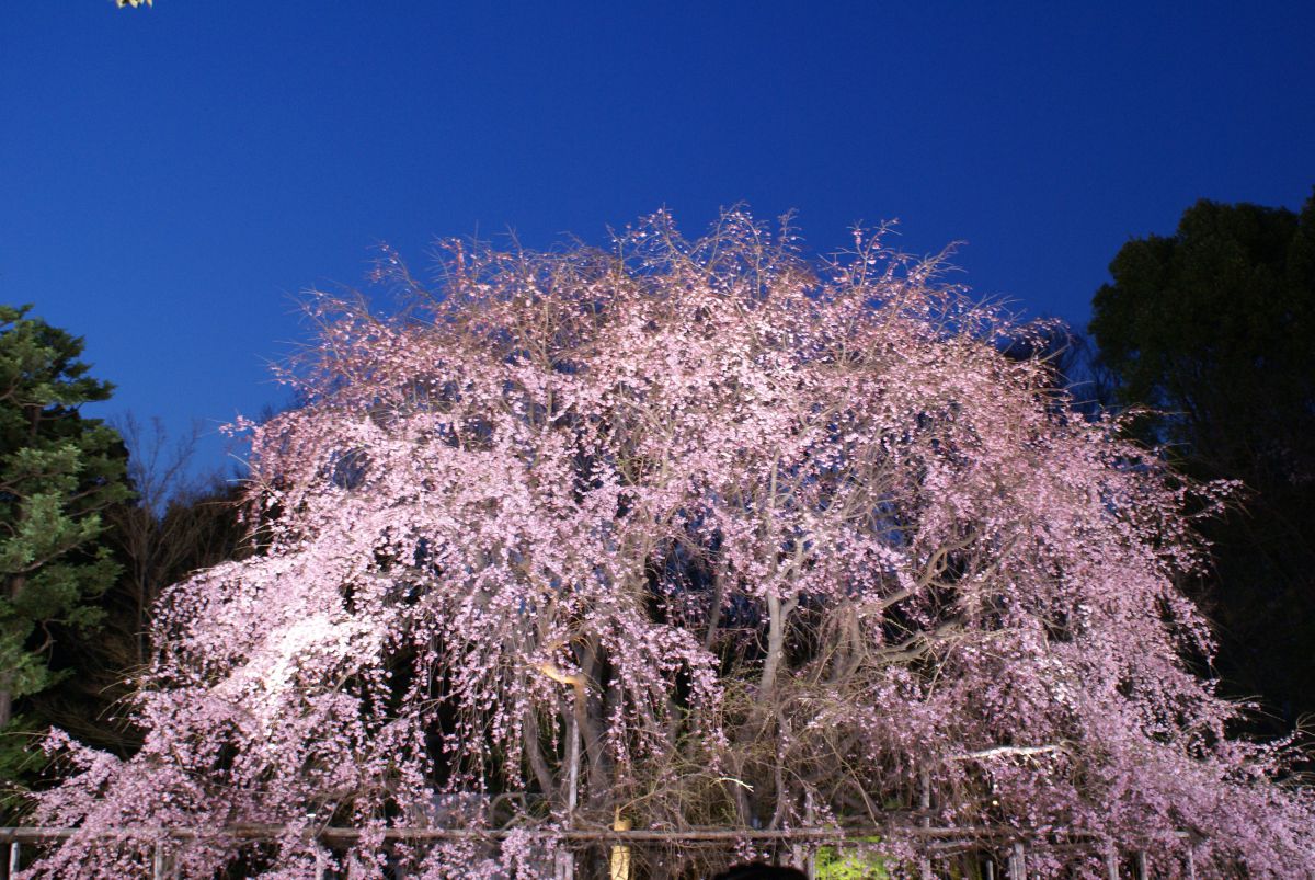 春の花012.JPG | GANREF