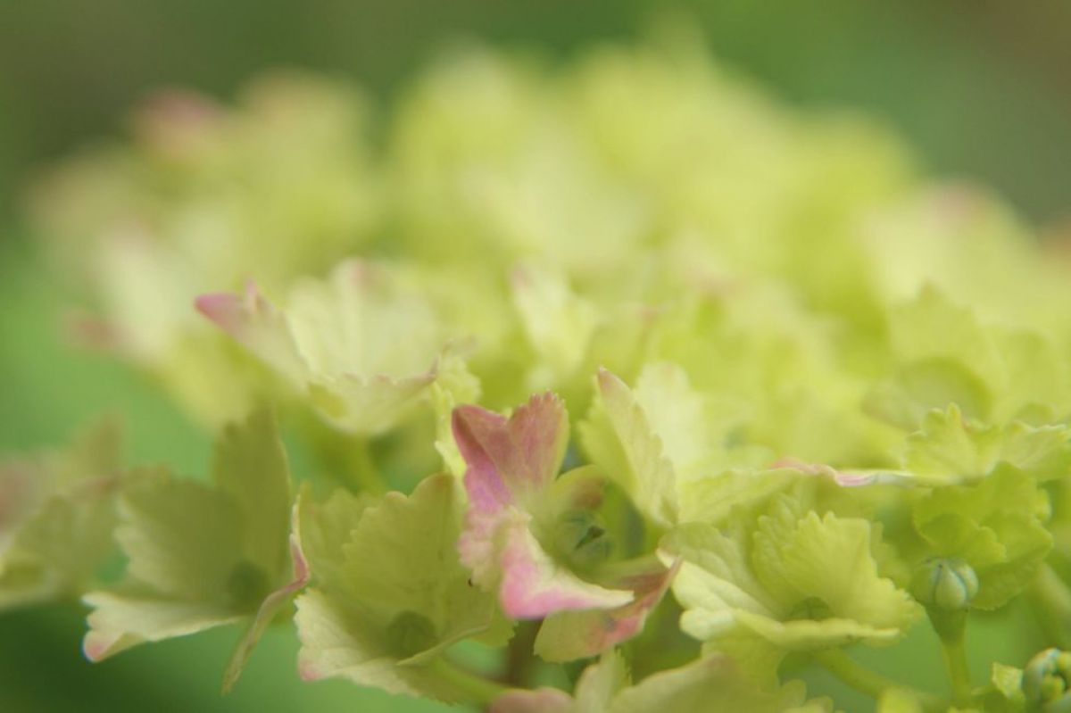 始まり・・・ | GANREF