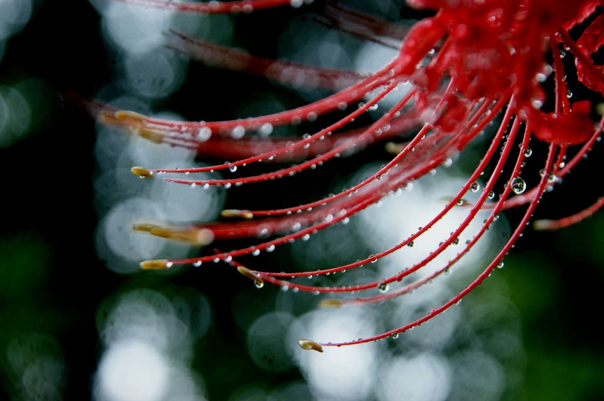 緋色の涙 | GANREF