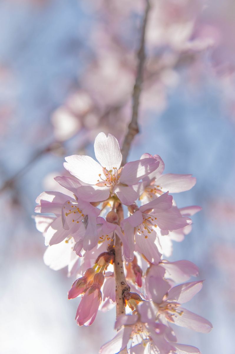 そよぐ枝垂れの、 | GANREF