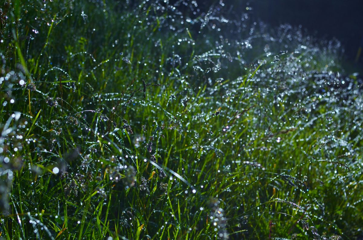 The glitter | GANREF