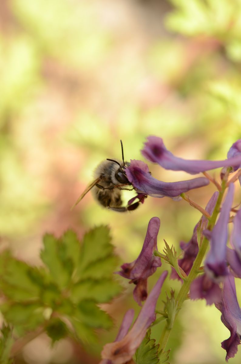 Busy as a bee | GANREF
