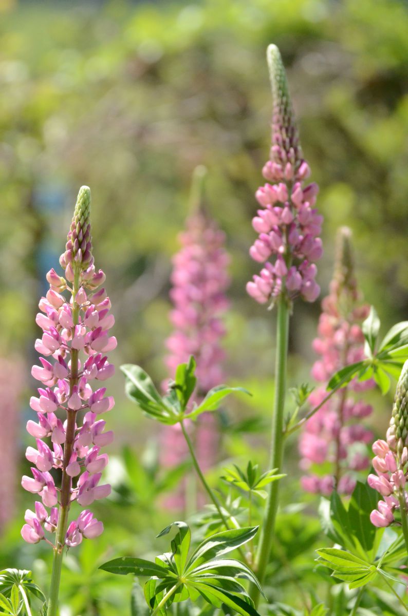 Upside-down | GANREF