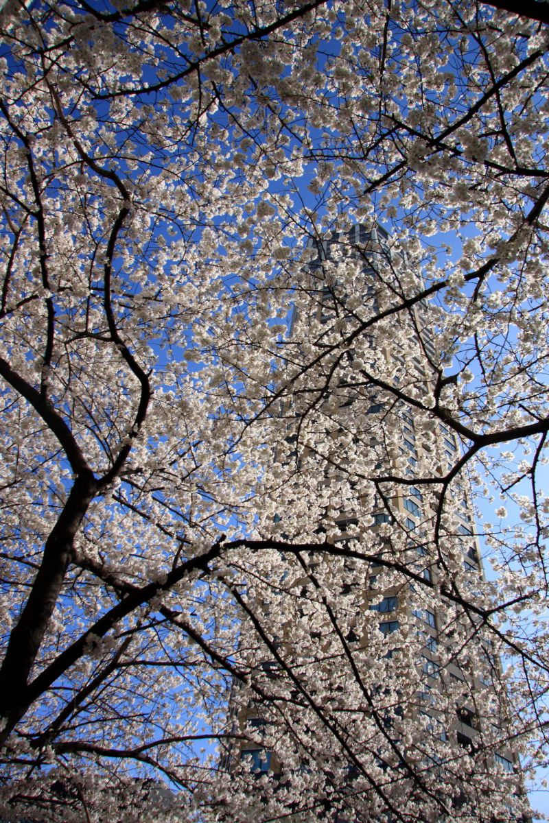 目黒川の桜2013 | GANREF