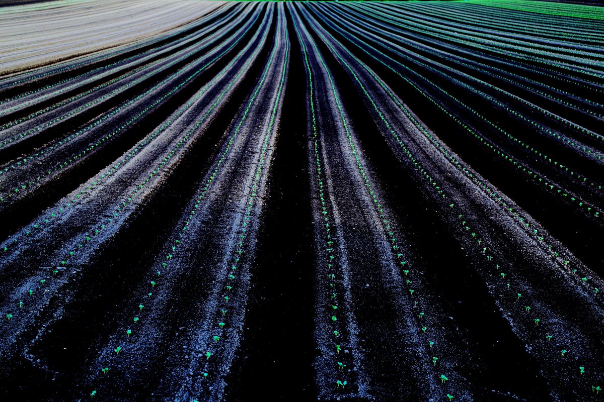 NORTHLAND LINE | GANREF