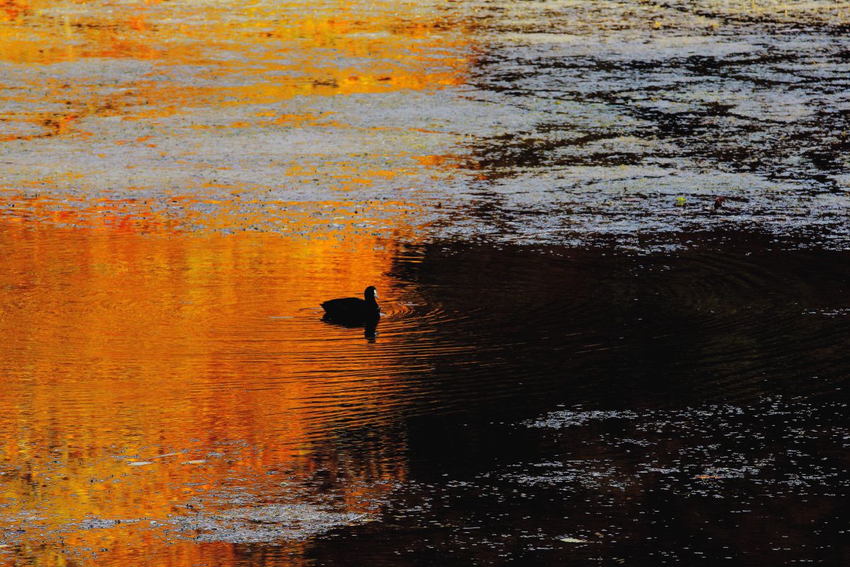 light and shade | GANREF