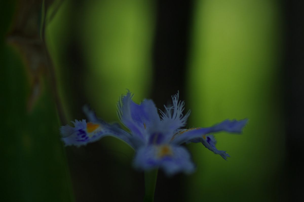 妖艶に･･･ | GANREF