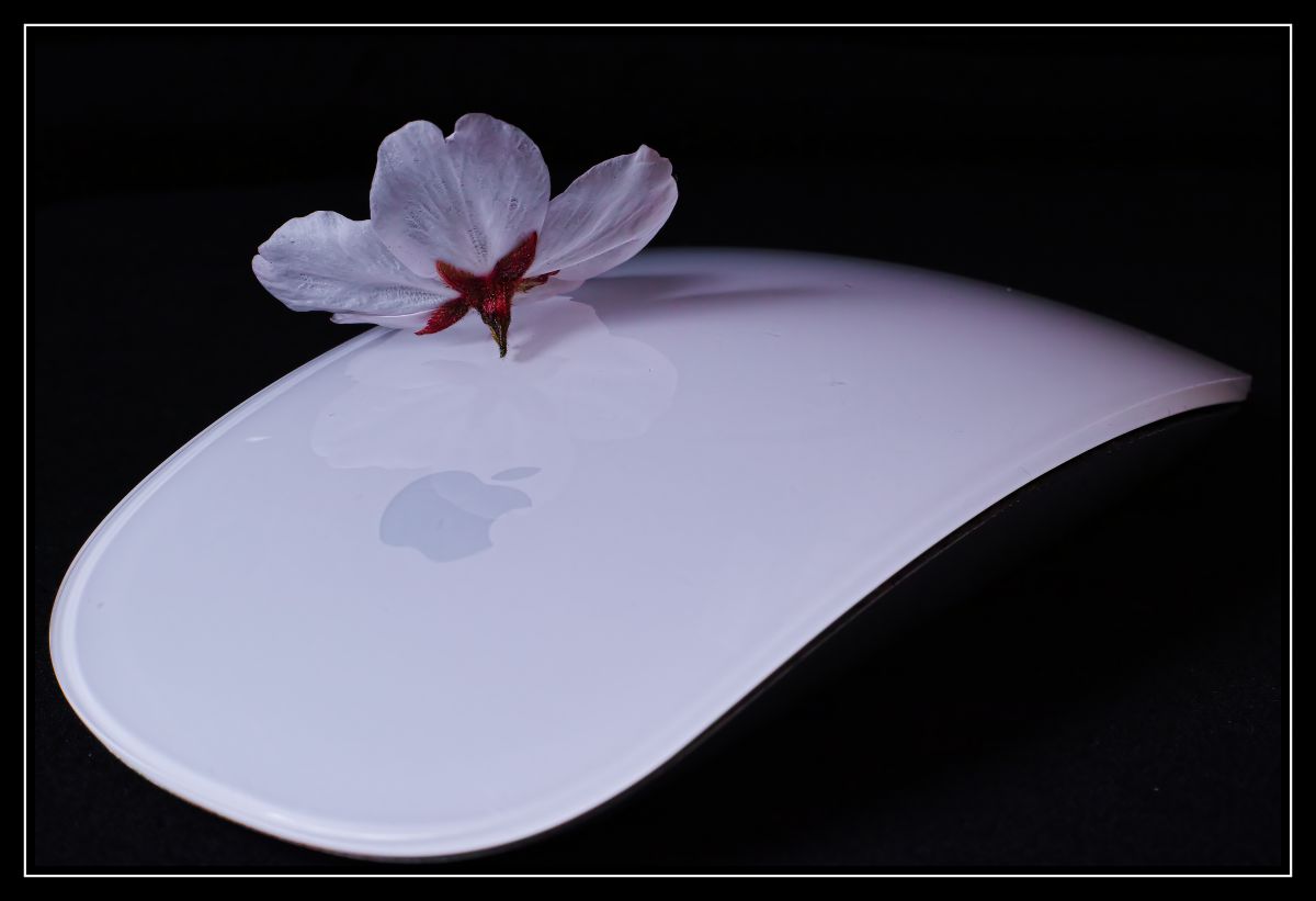 cherryblossom & apple | GANREF