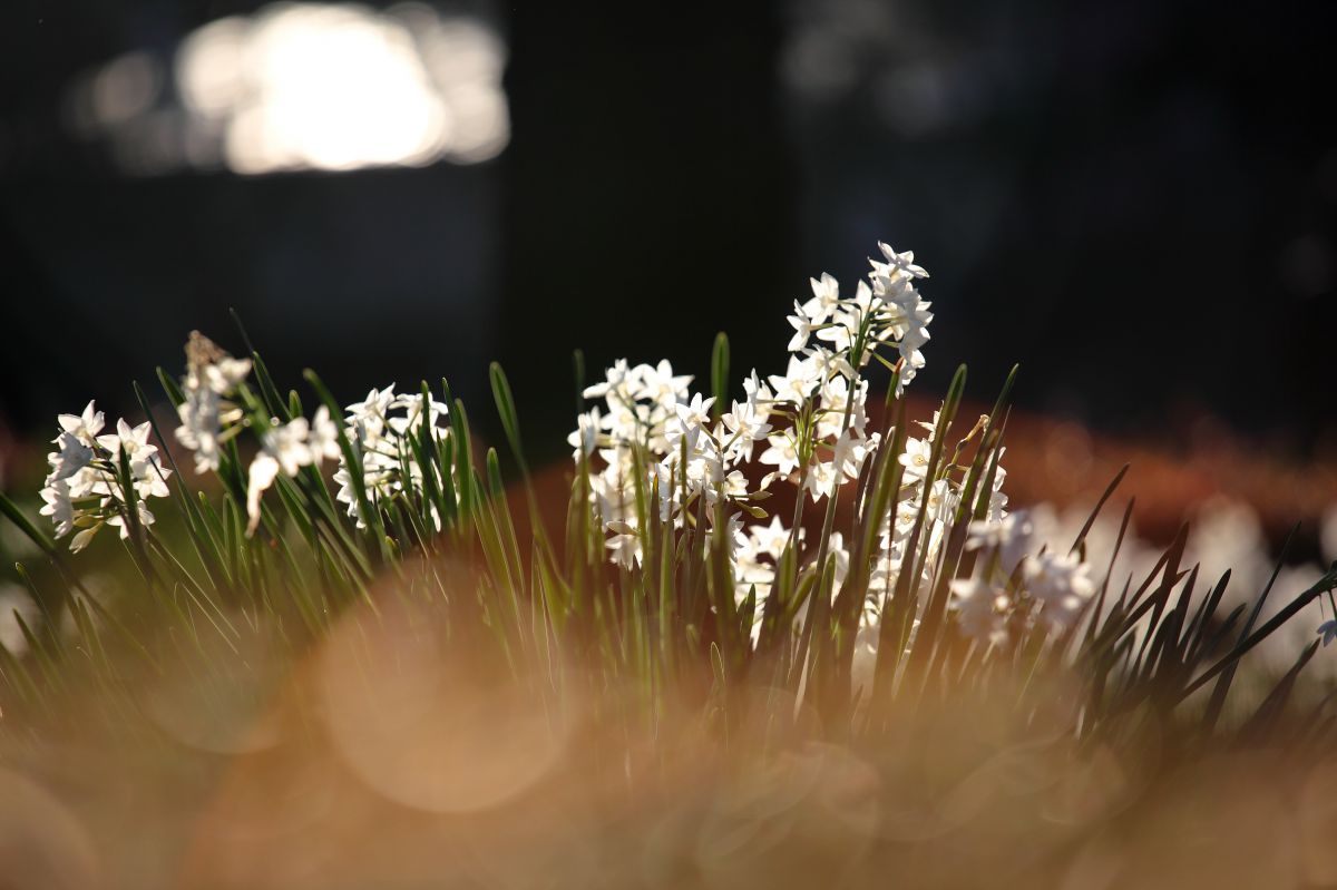 御苑の水仙 | GANREF