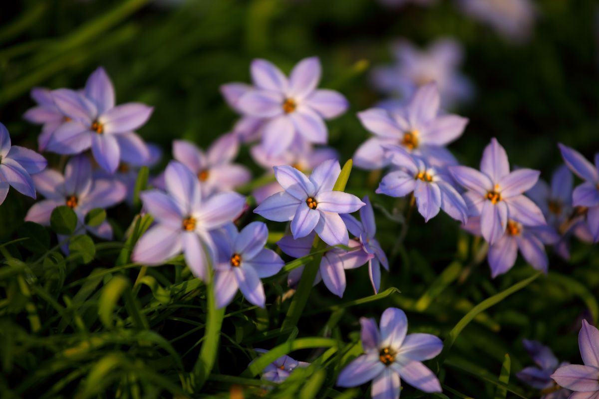 Spring Star Flower | GANREF