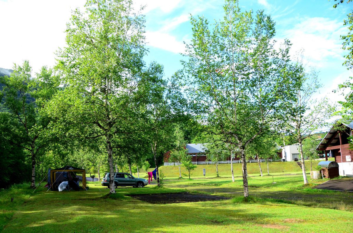 morning of summer woods | GANREF