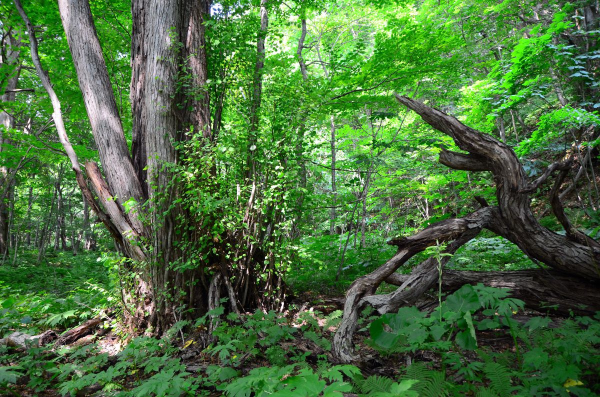 towada forest | GANREF