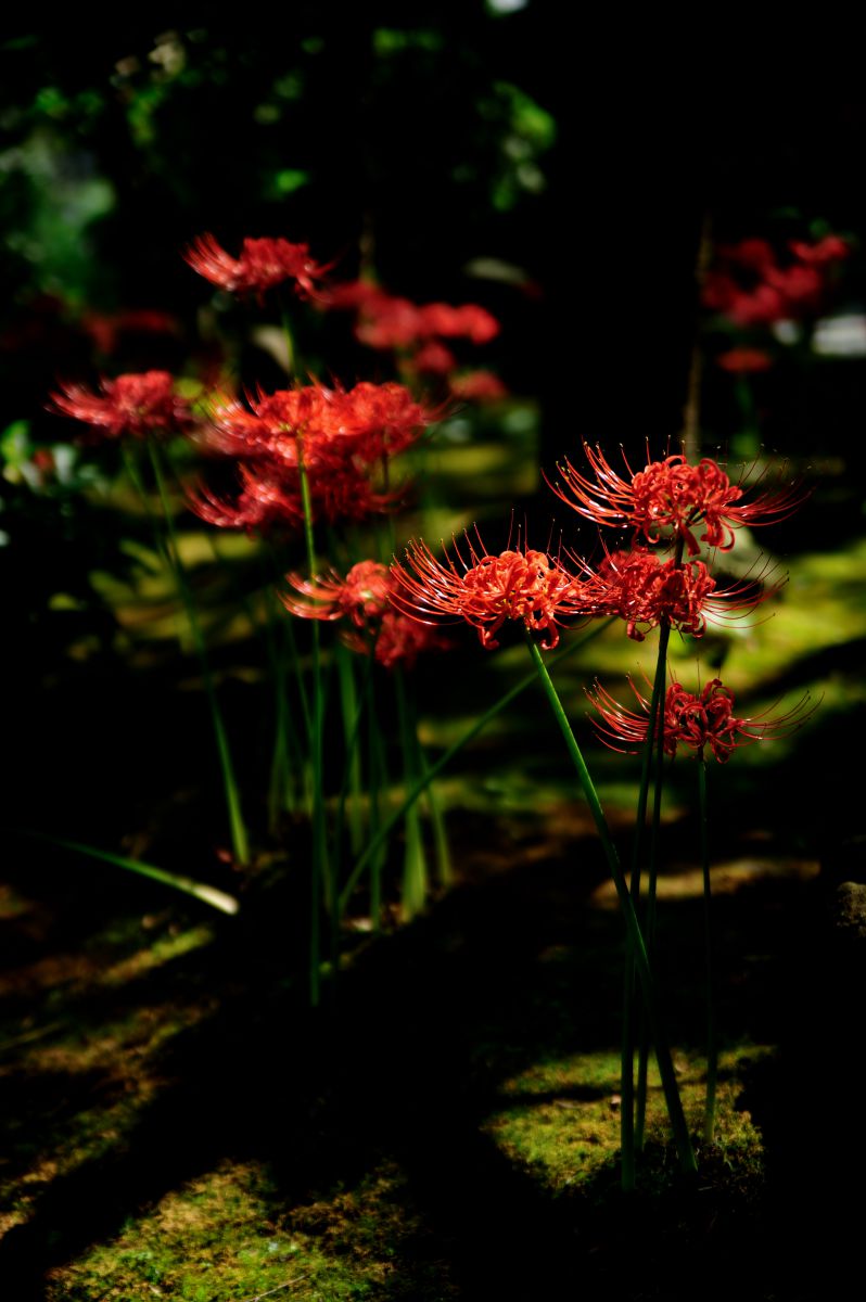 曼珠沙華 | GANREF