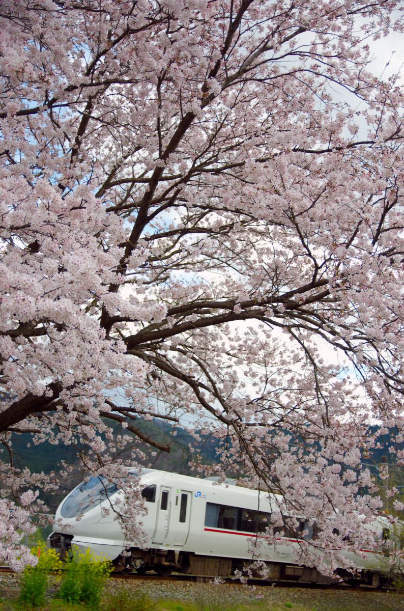 満開但馬路 289系 初めての春 | GANREF