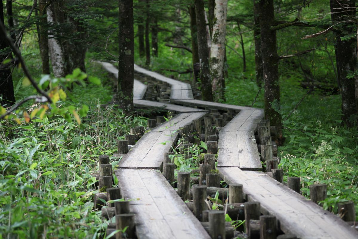 Wood Road パート2 | GANREF