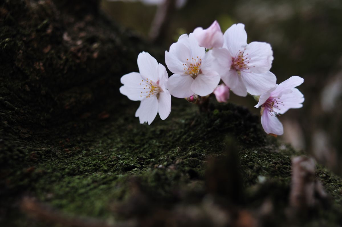 四人四色 | GANREF