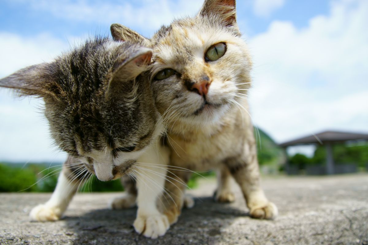 ニャかよしまねこ1 | GANREF