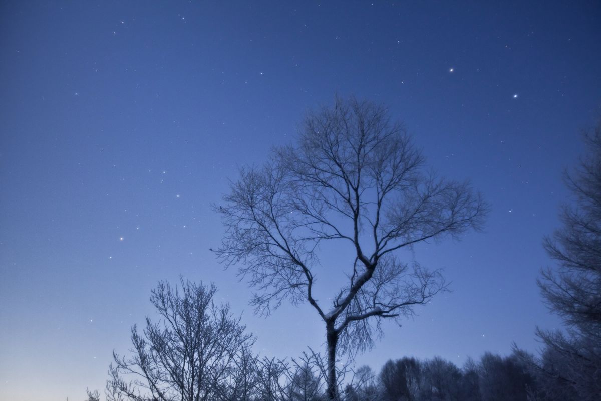 sleeping scorpion | GANREF