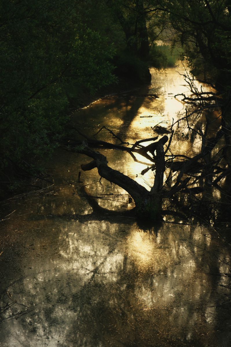 GOLDEN*RIVER | GANREF